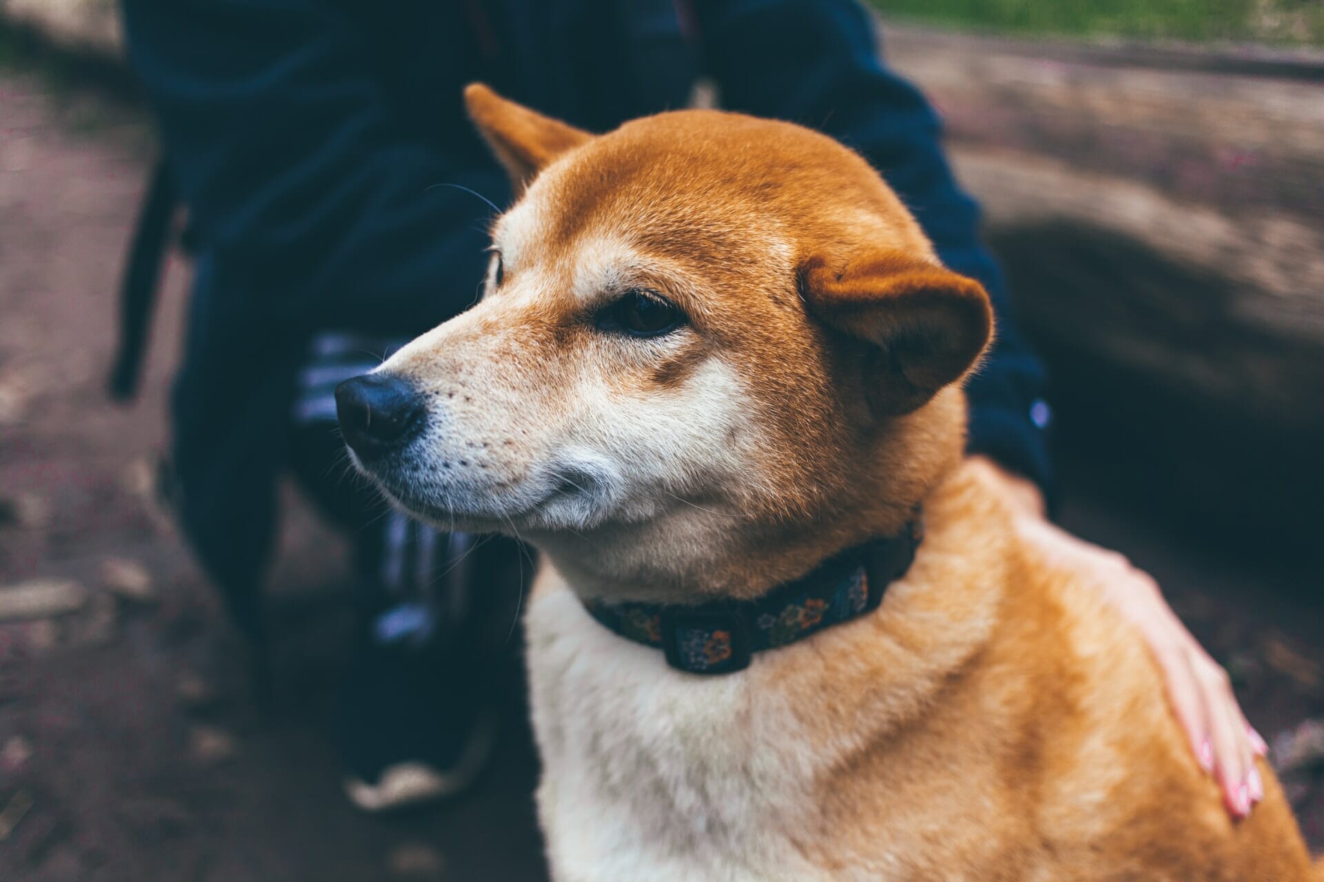 More DOGE Inspired Tokens Flood The Market – Husky, Akita, MoonPaw, Shib